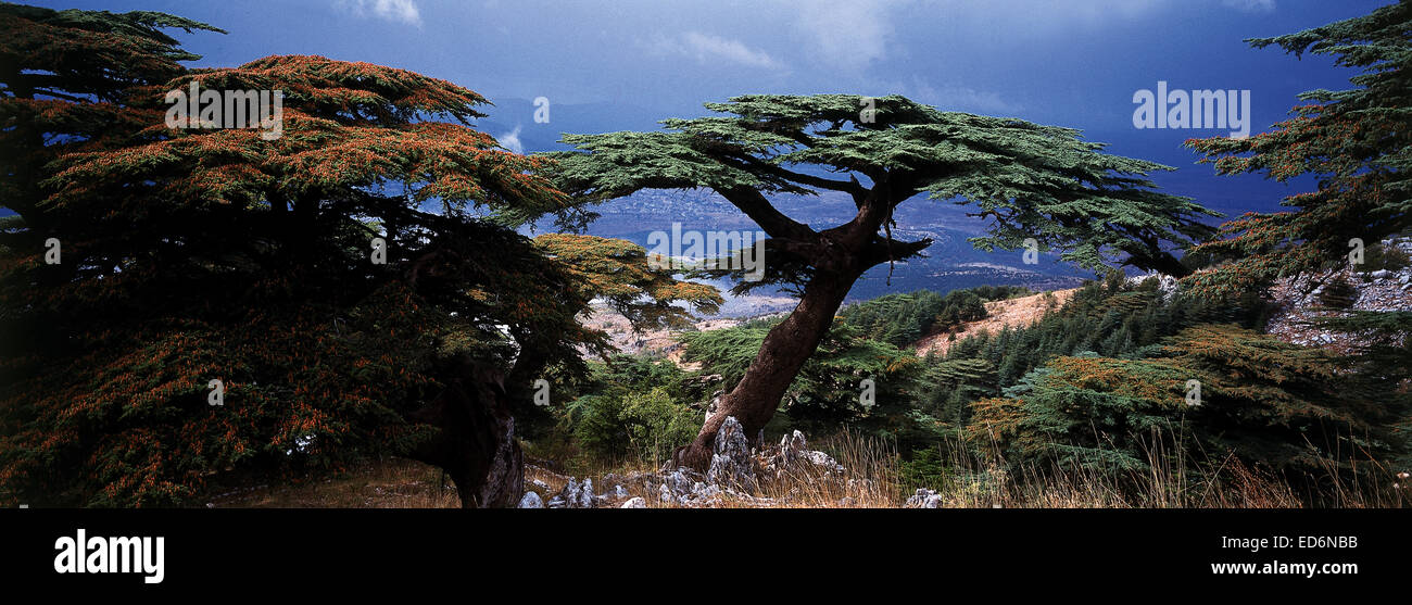 Cedar of Lebanon Stock Photo - Alamy