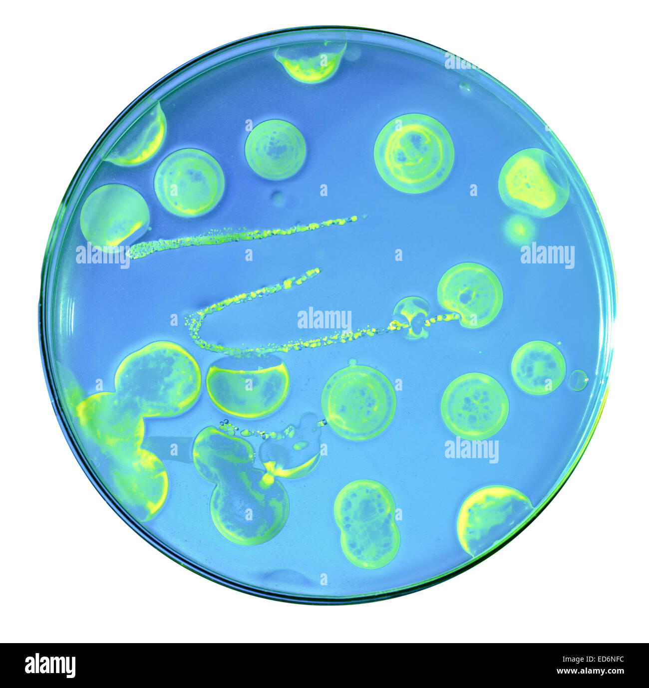 Growth of pathogenic bacteria populations populations from commercial ...