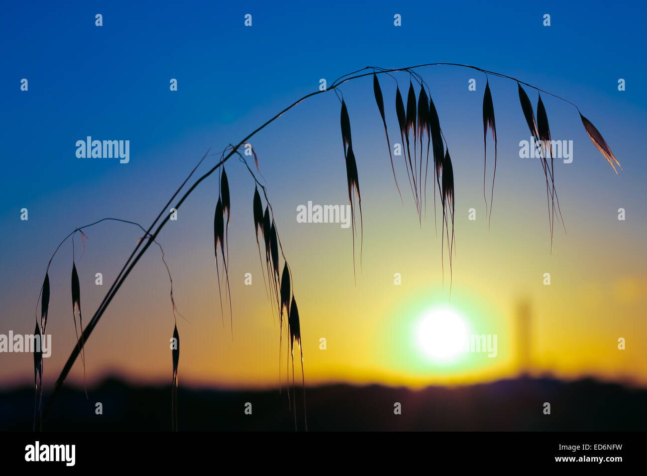Grass field at sunset Stock Photo - Alamy