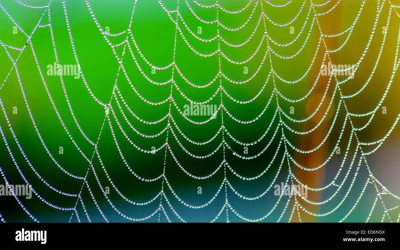 Cobwebs on the grass with dew drops Stock Photo - Alamy