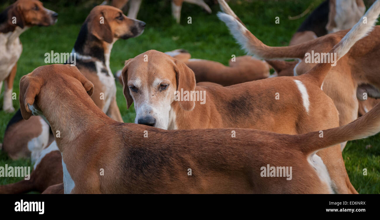 Fox Hounds at a meeting of The Belvoir Hunt at a Christmas meet Stock ...