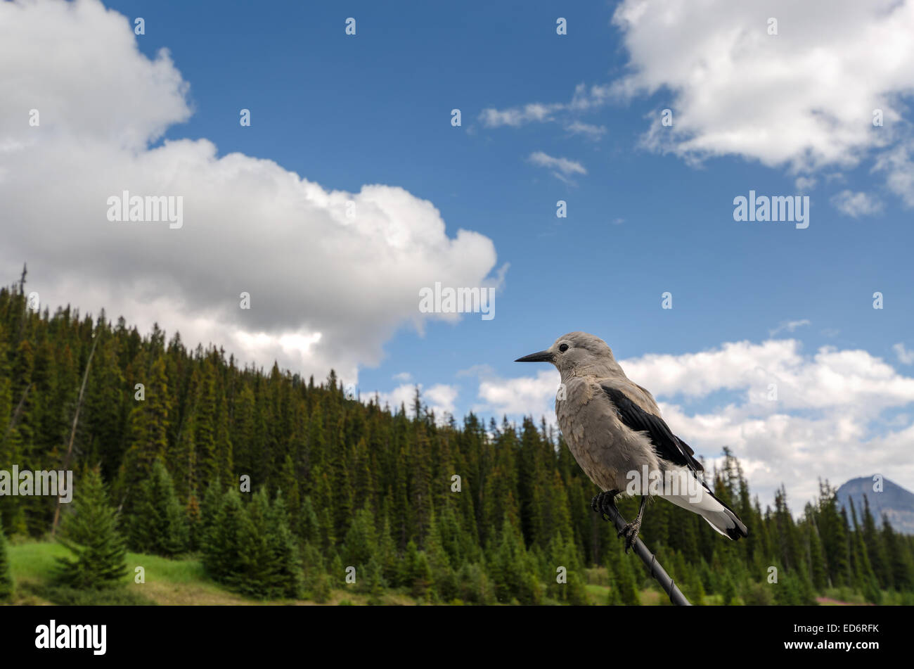 Clark's nutcracker on the Parkway in Canada Stock Photo - Alamy
