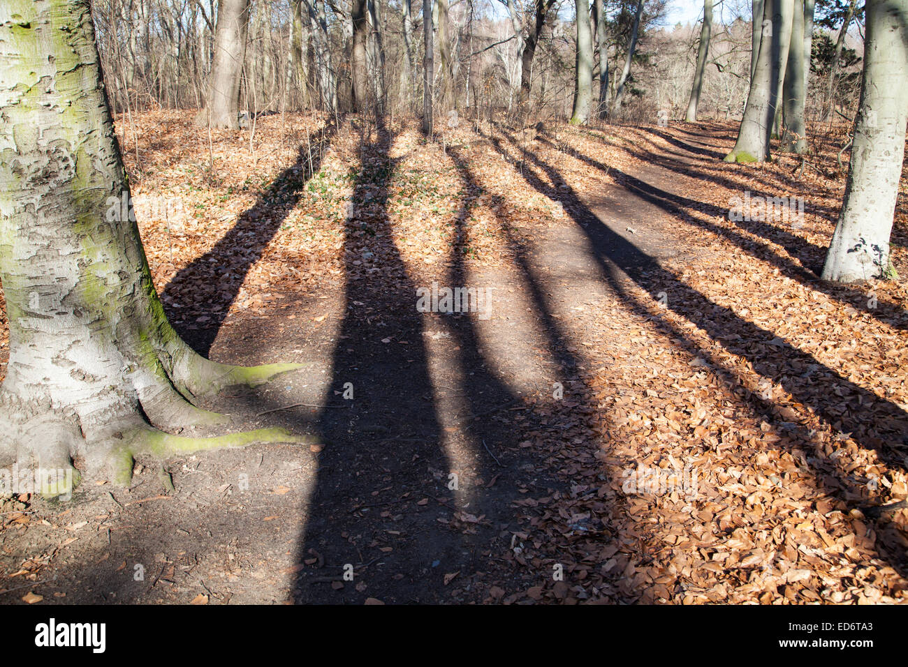 shadows of trees in forest Stock Photo - Alamy
