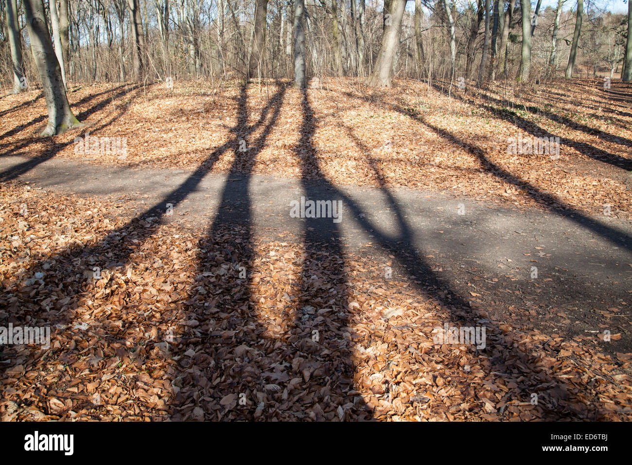 shadows of trees in forest Stock Photo - Alamy