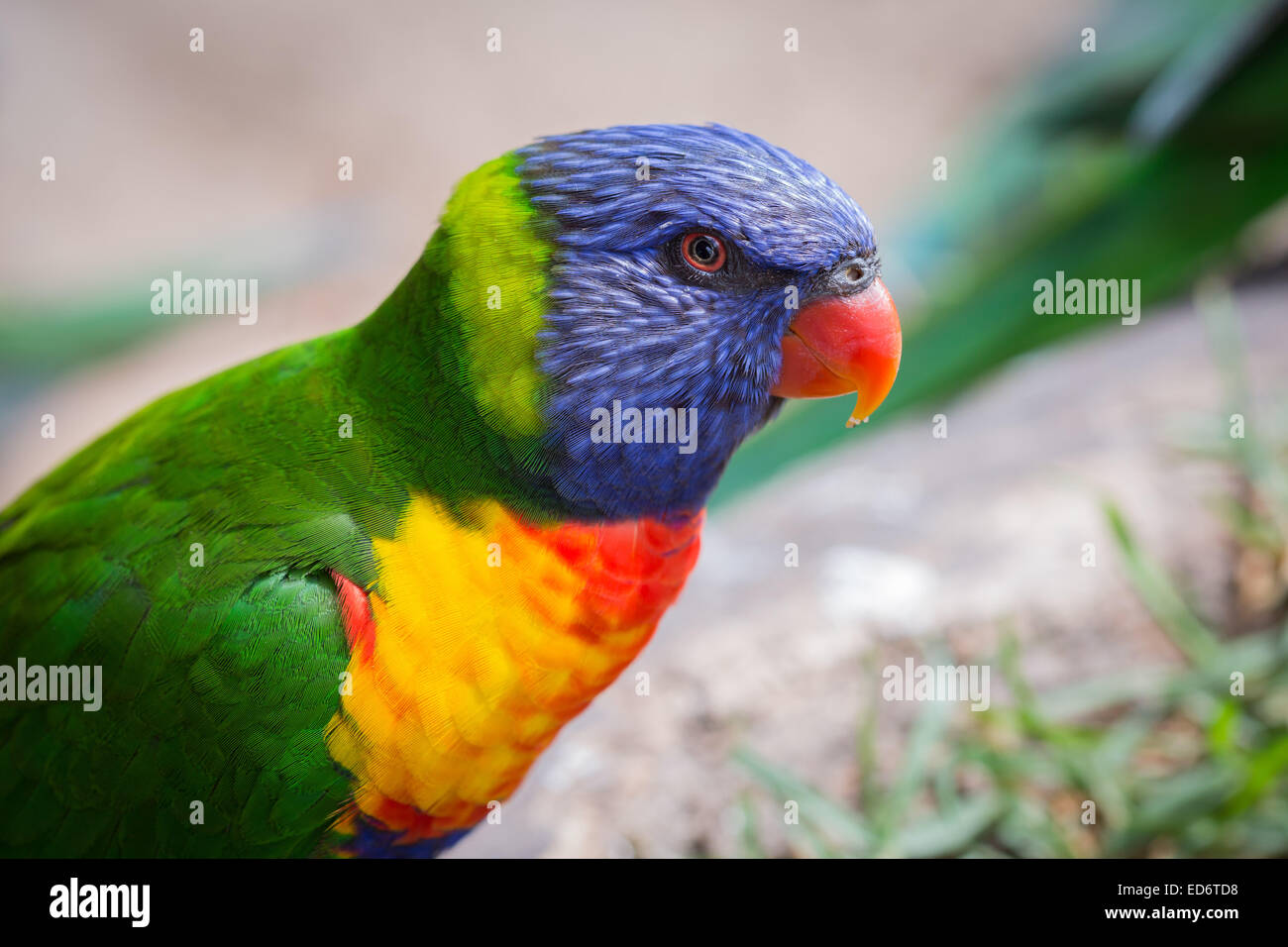 The rainbow lorikeet flight hi-res stock photography and images - Alamy