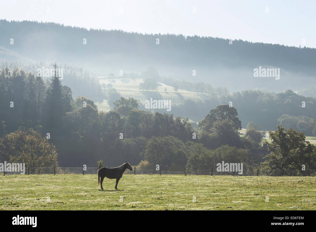 Horse in Bilsdale, North Yorkshire Stock Photo - Alamy
