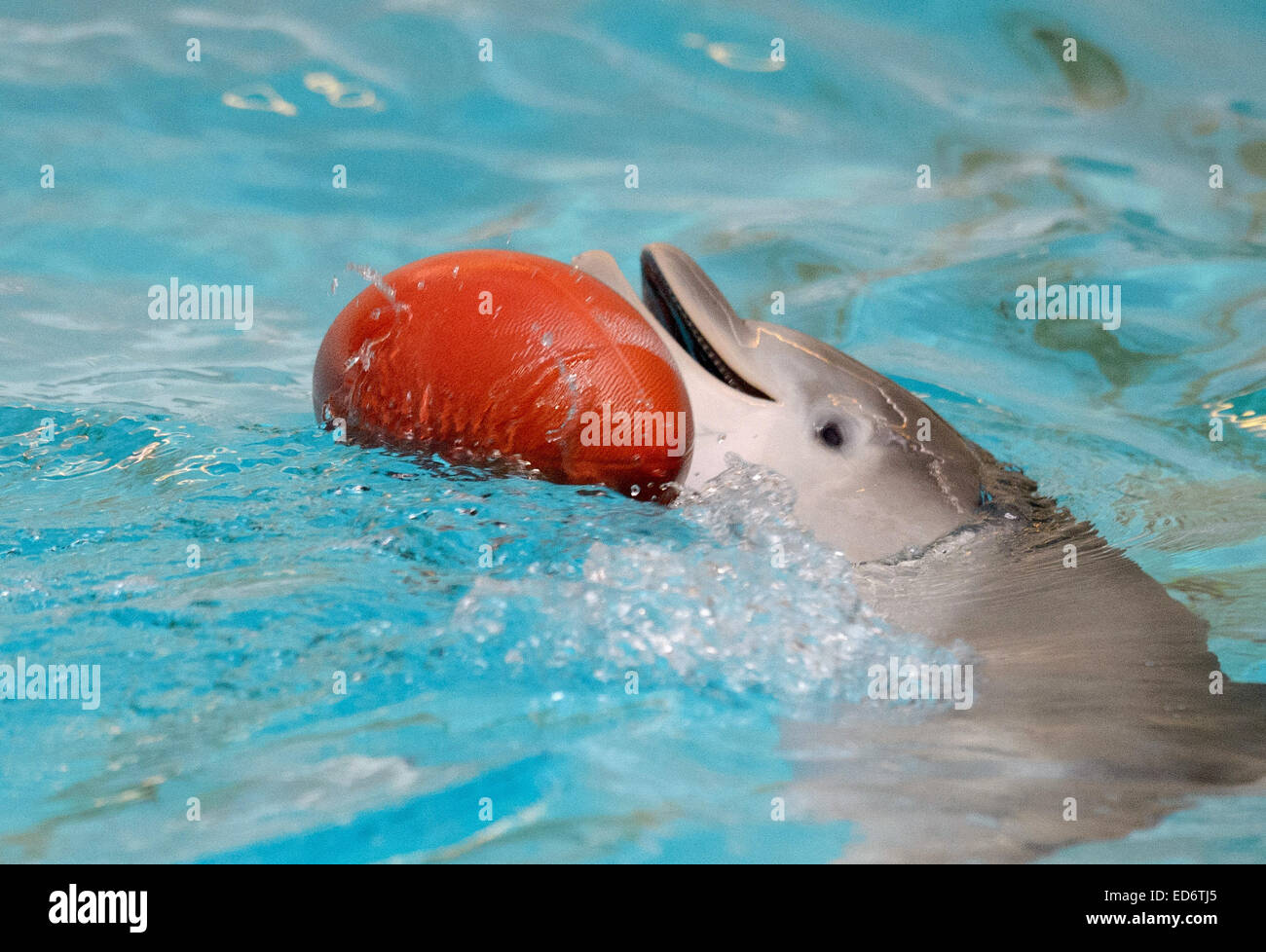 Nuremberg, Germany. 30th Dec, 2014. The two-month-old dolphin calf ...