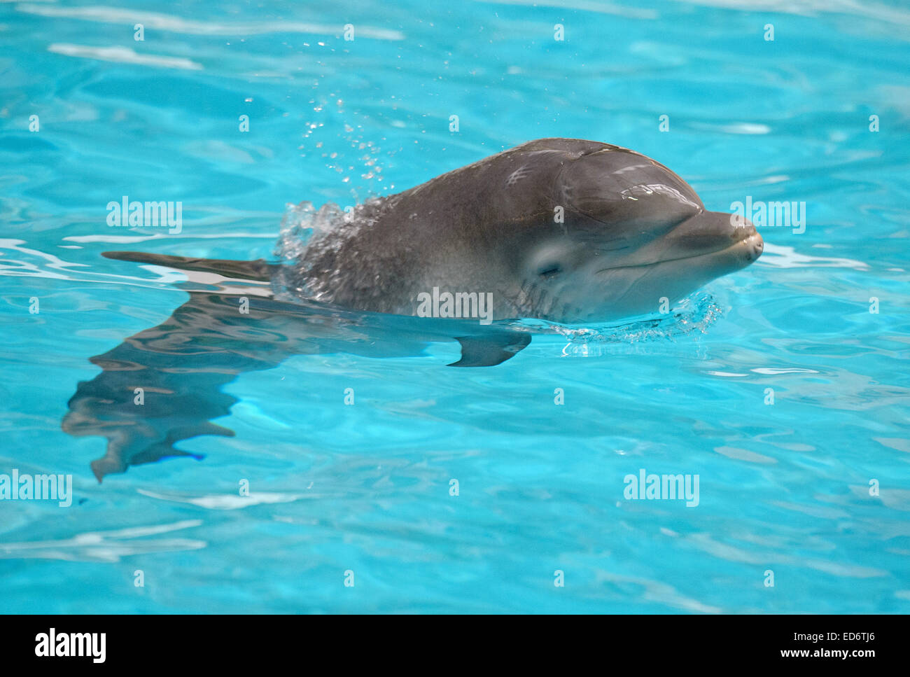 Nuremberg, Germany. 30th Dec, 2014. The two-month-old dolphin calf ...