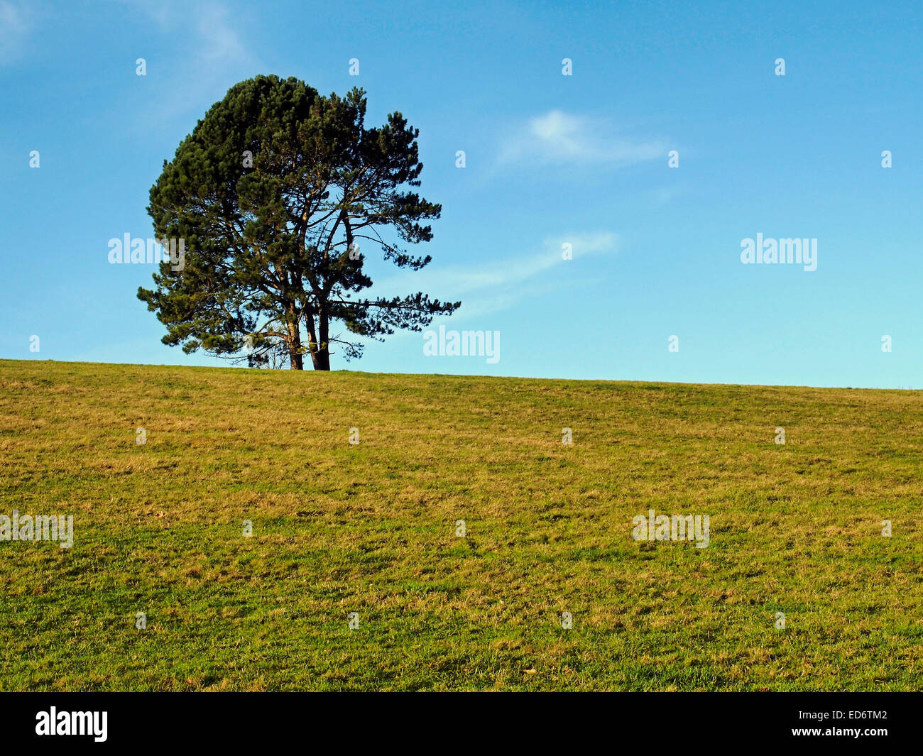 Two pine trees isolated on the top of a Cotswold hillside near Hatherop ...