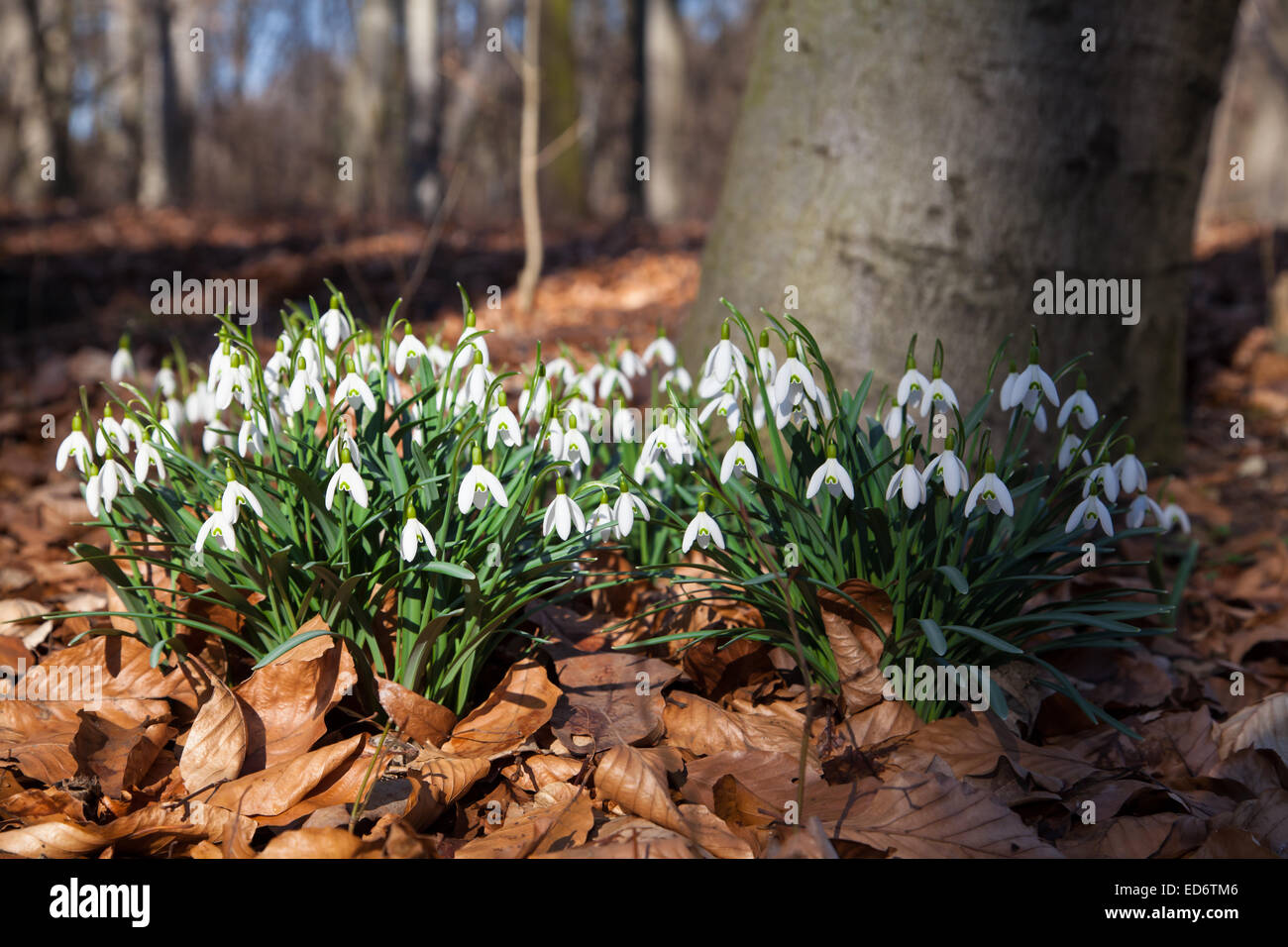 snowdrops in sunlight in a forest Stock Photo - Alamy