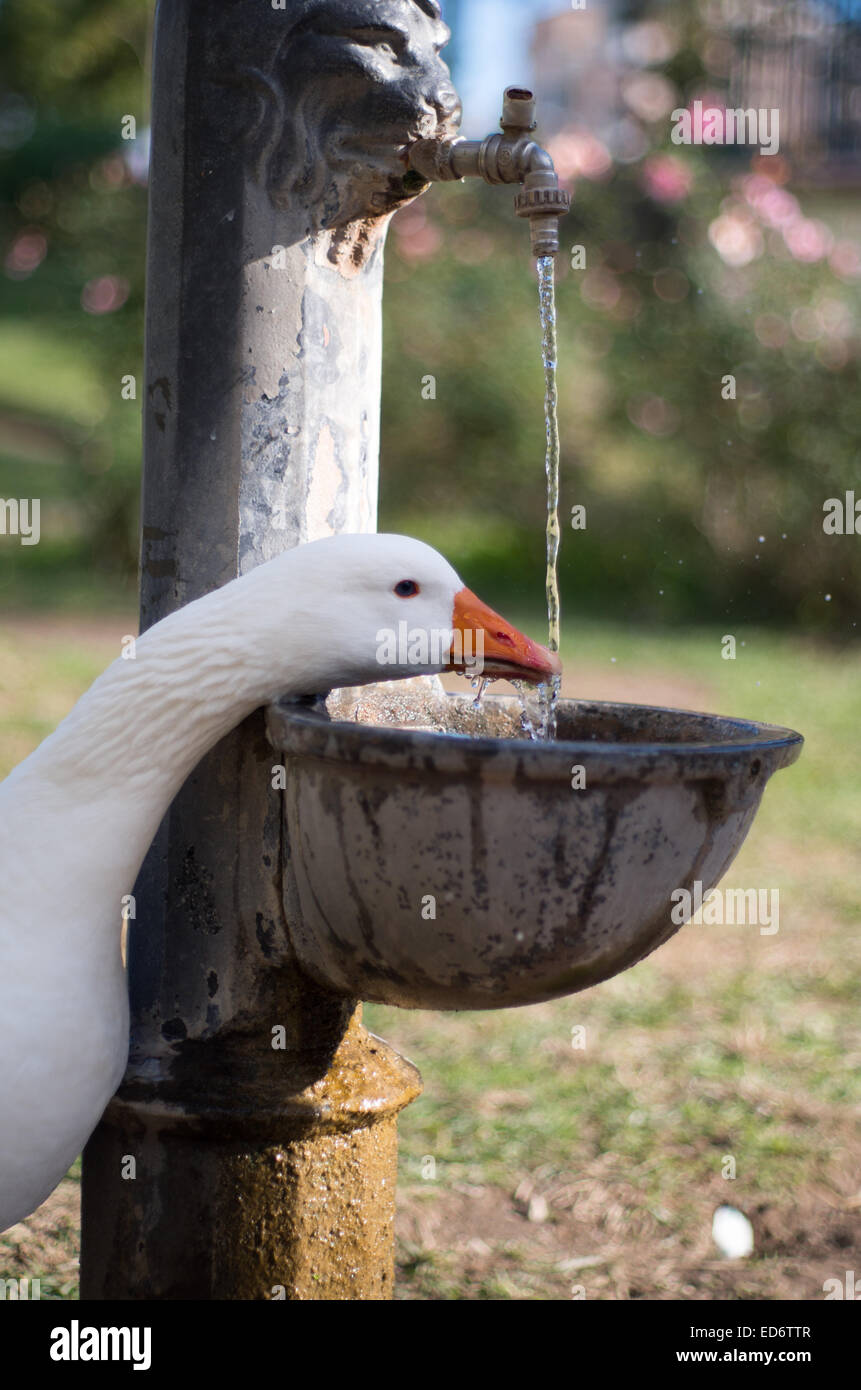 White duck drinking water hi-res stock photography and images - Alamy