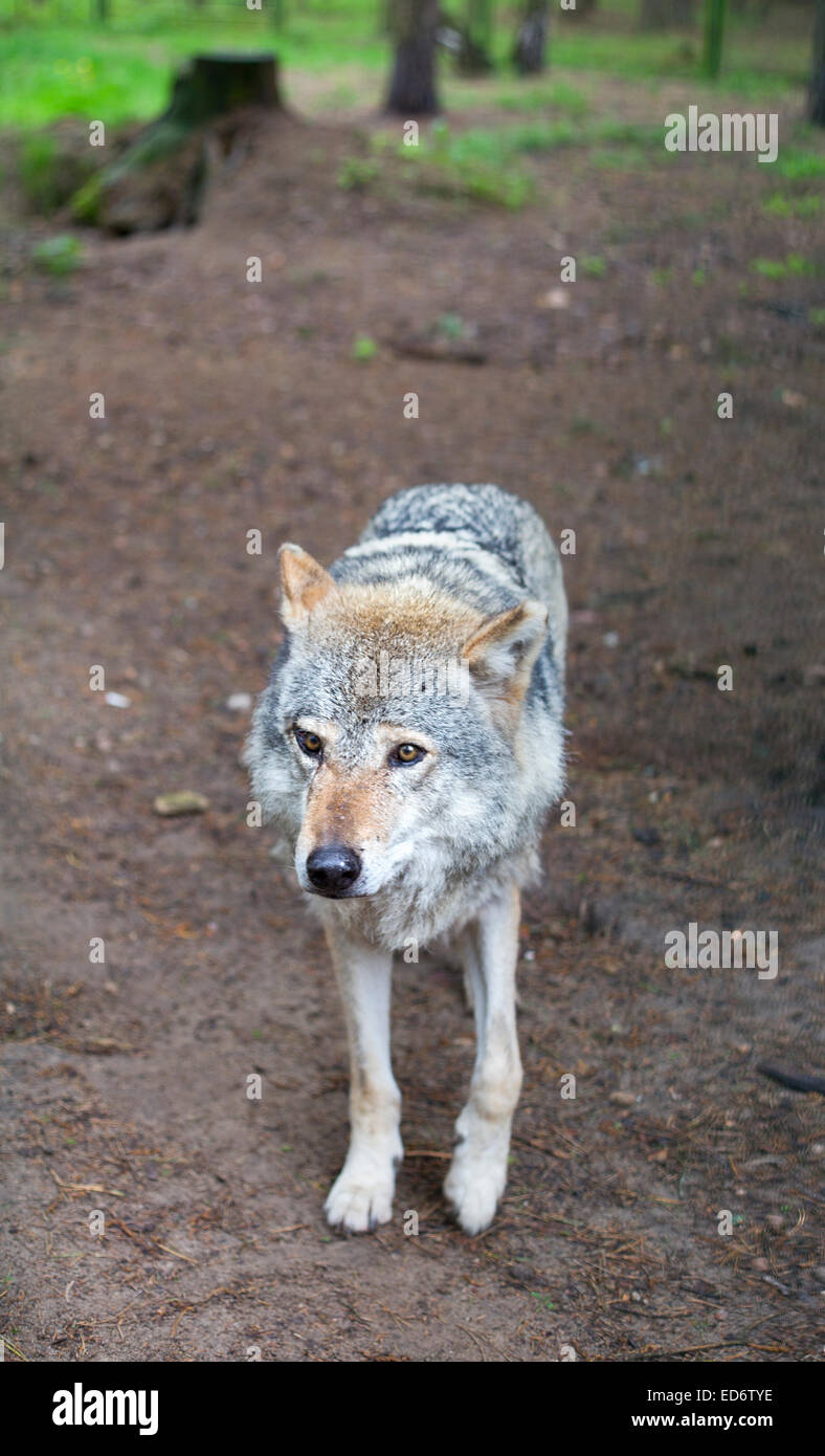 Grey Wolf (Canis lupus) Portrait Stock Photo - Alamy