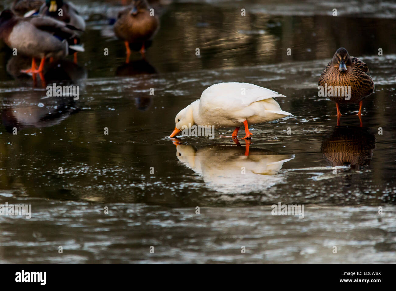 A mallard duck in water with its reflection distorted from the water ...