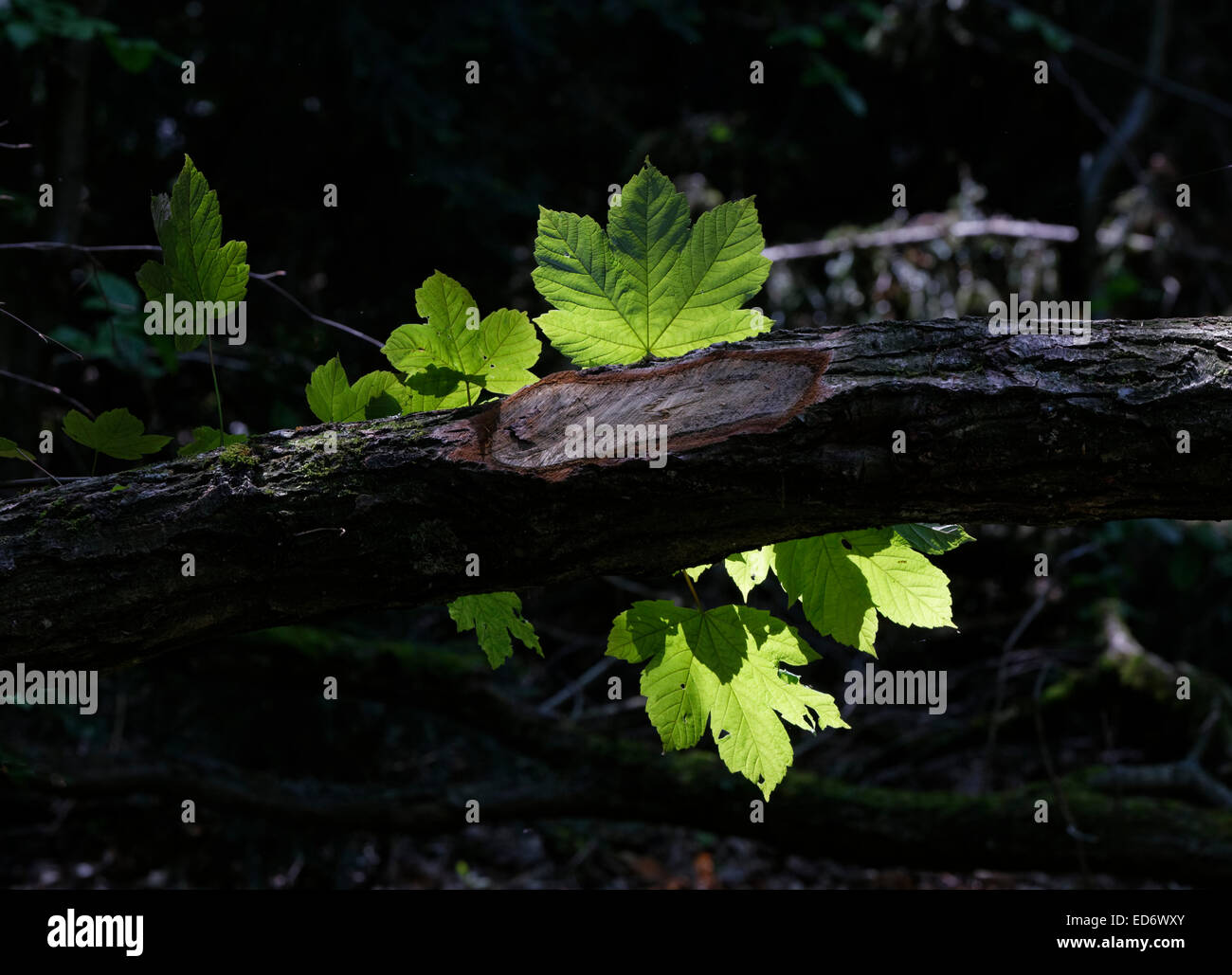 Leafs Of Maple In Sunlight, Light And Shadow Stock Photo - Alamy