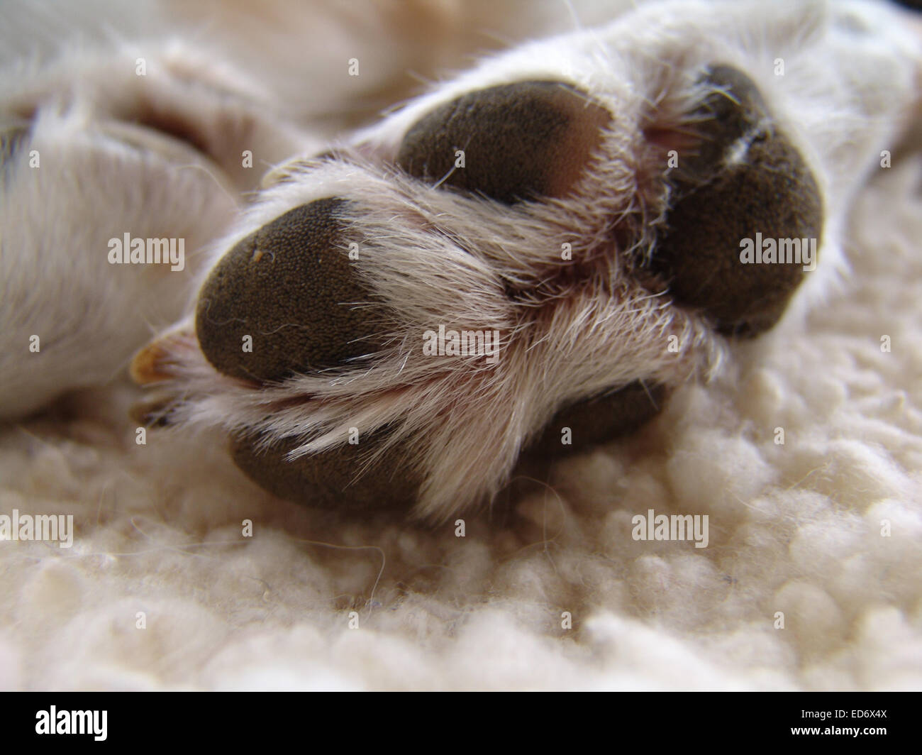 Krallen hi-res stock photography and images - Alamy