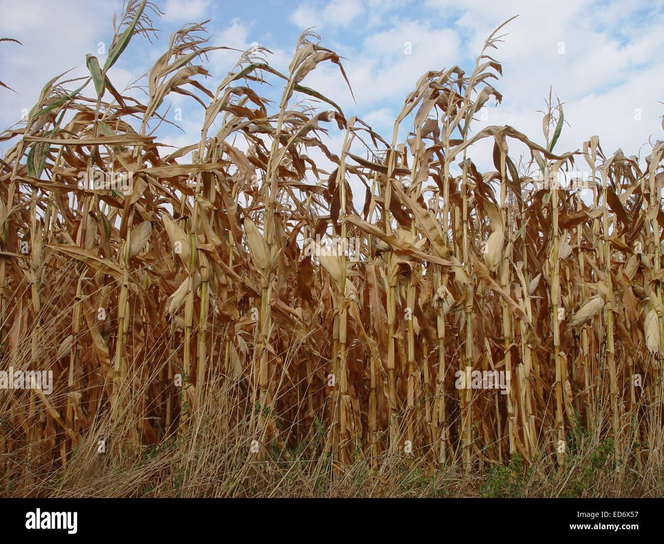 Maize Plant Drought Stock Photos & Maize Plant Drought Stock Images - Alamy