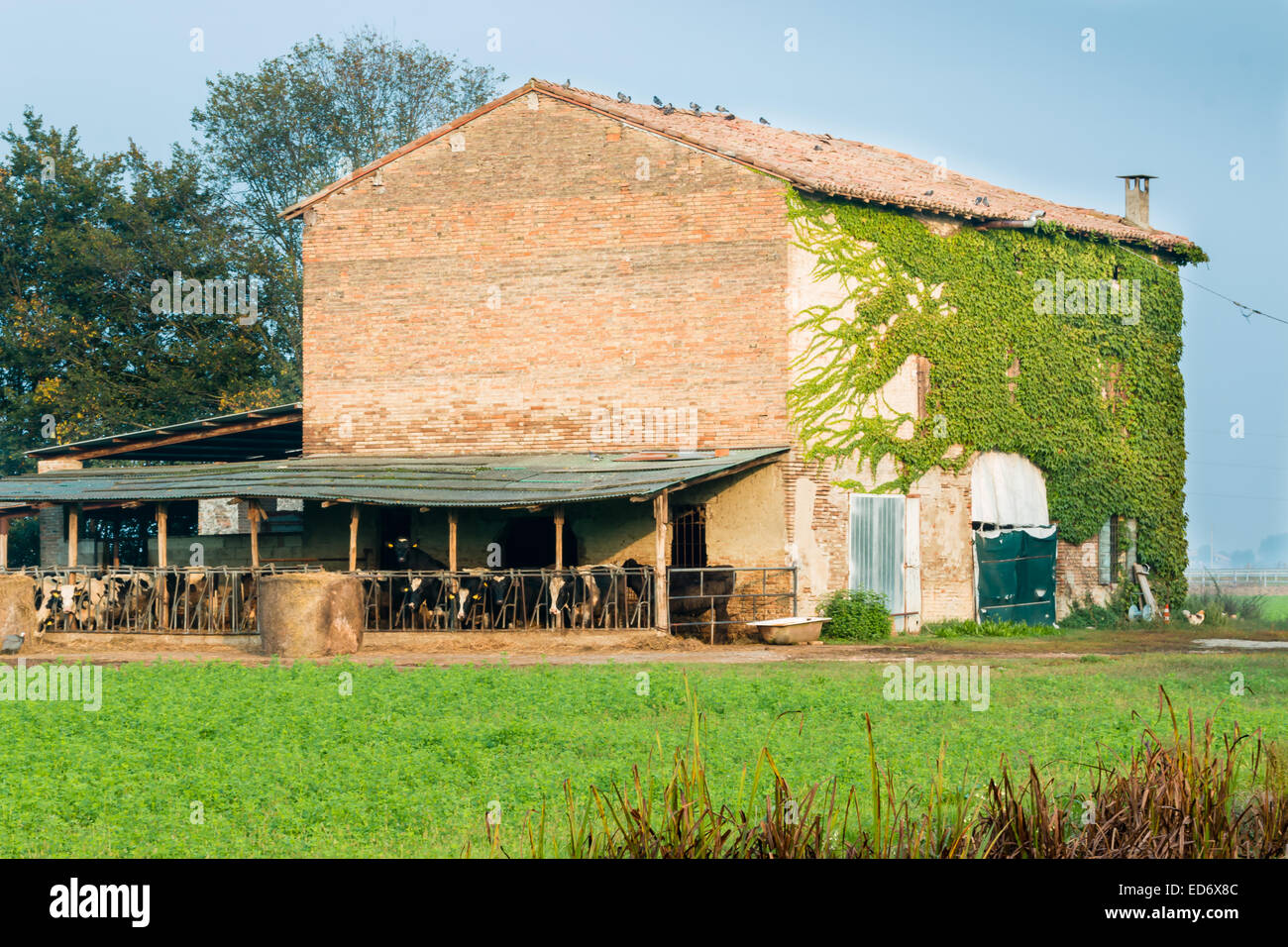 farm house with cows and round hay bales Stock Photo - Alamy