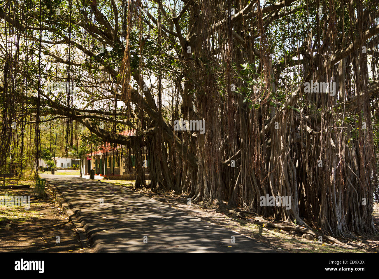 Mauritius, Tamarin, Little Black River, huge banyan tree shading road ...