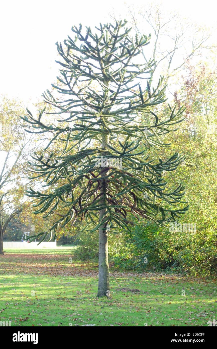 Monkey Puzzle Tree Stock Photo - Alamy