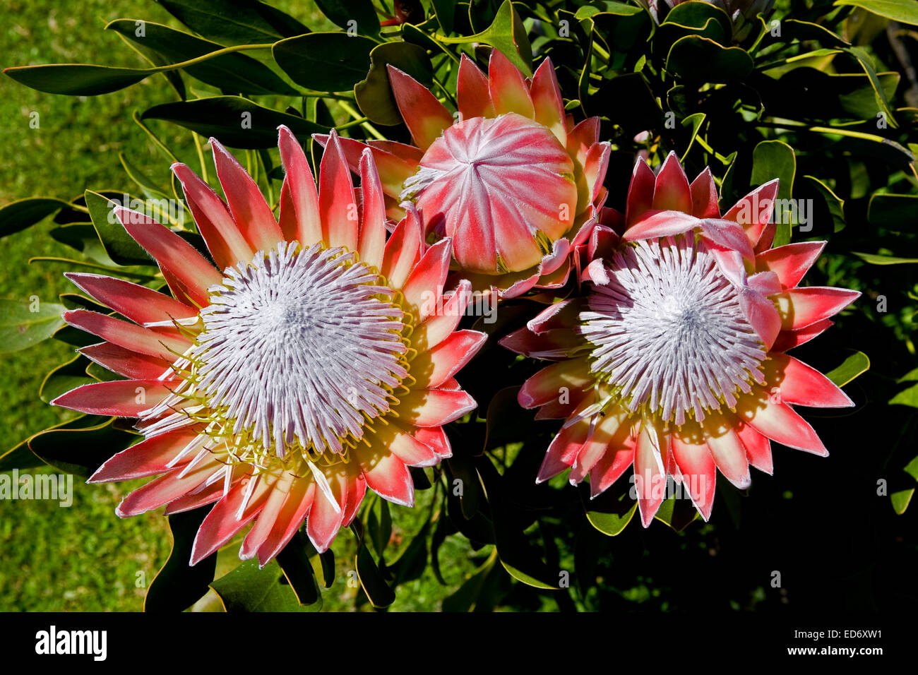 National Symbol Of South Africa Stock Photos & National Symbol Of South ...