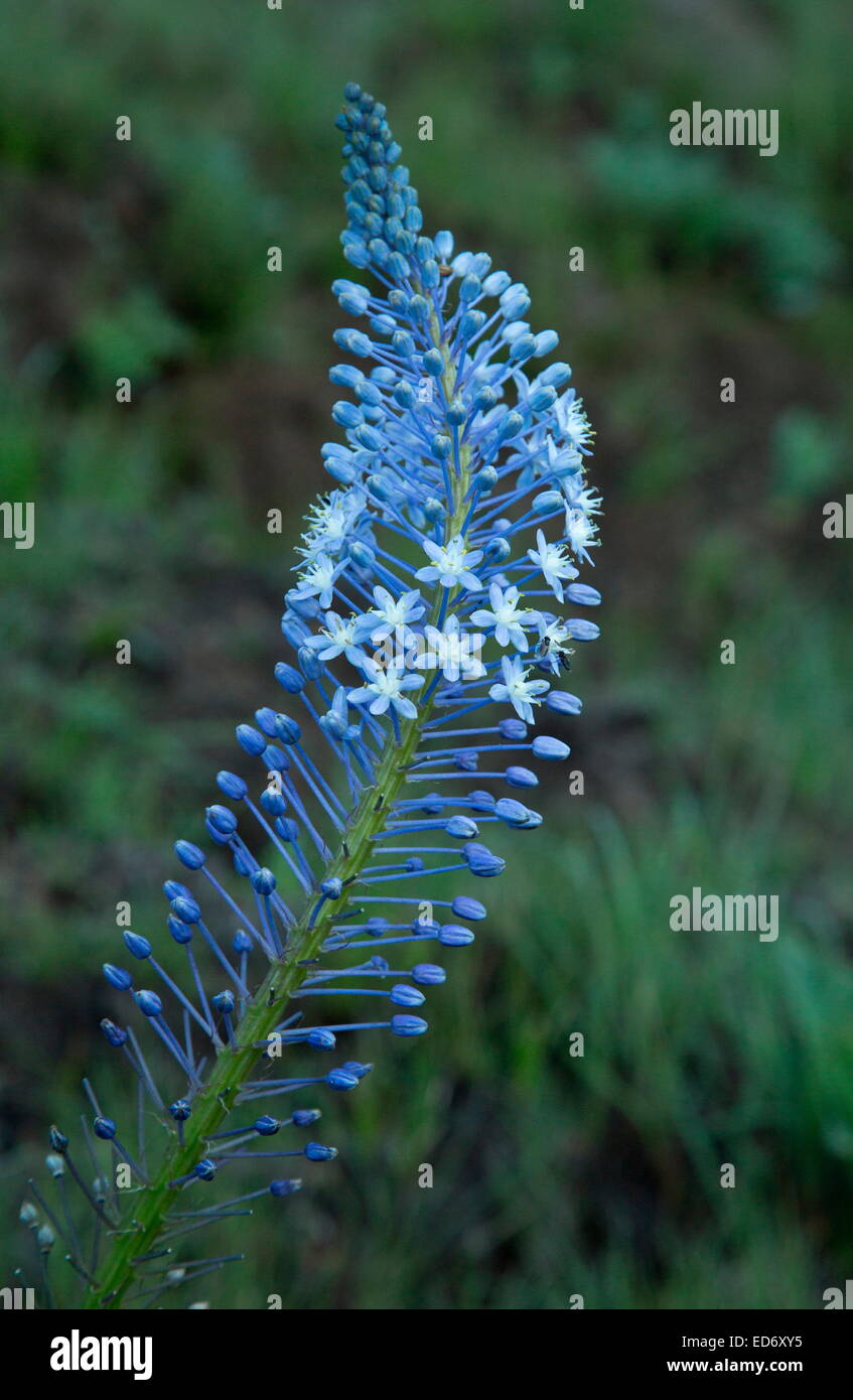 A tall Blue Squill, Scilla natalensis = Merwilla plumbea in the ...