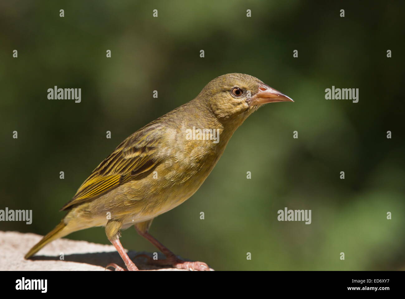 Female Cape Weaver, in the breeding season; Drakensberg Mountains ...