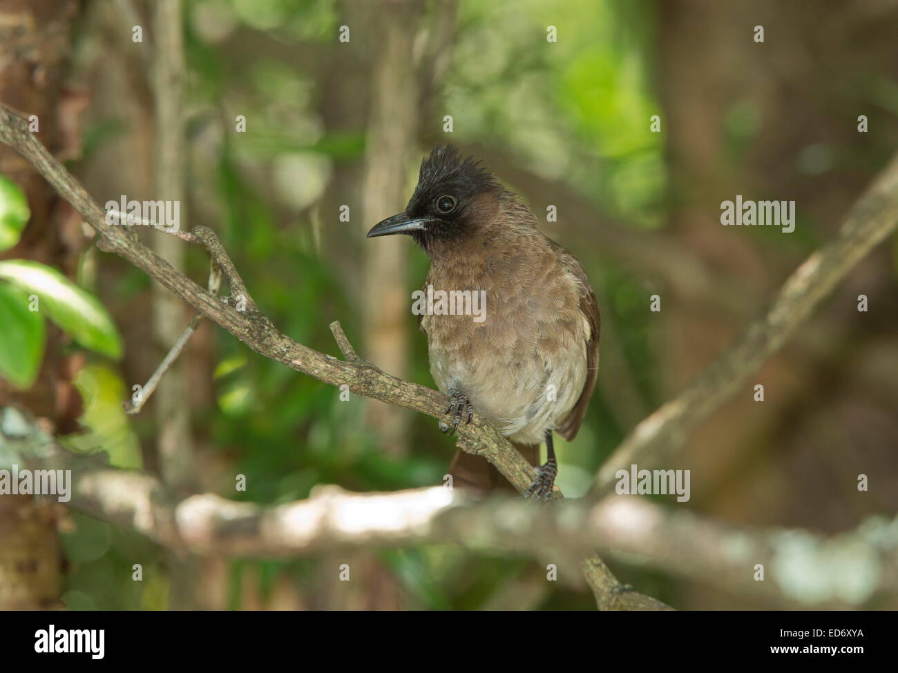 Dark-capped Bulbul, Black-eyed Bulbul, Pycnonotus tricolor Drakensberg ...