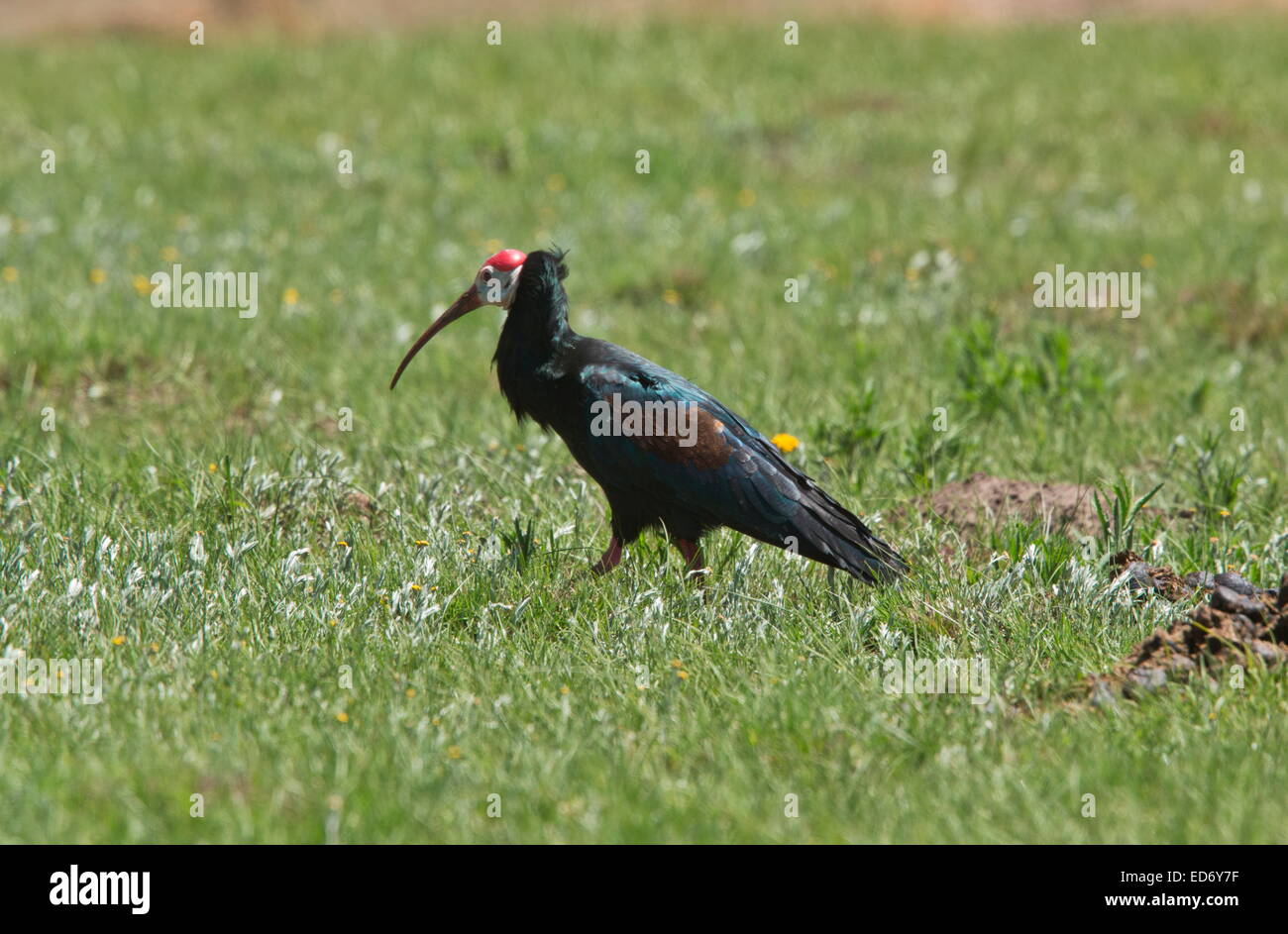 Southern bald ibis, Geronticus calvus in the Golden Gate Highlands ...