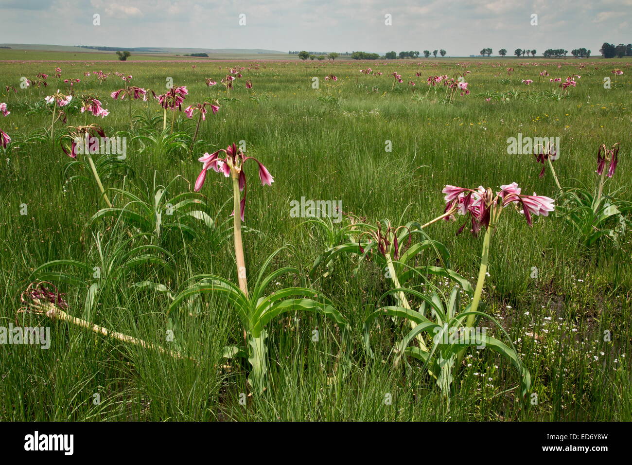 Orange River lily, Crinum bulbispermum, in wet floodplain grassland ...
