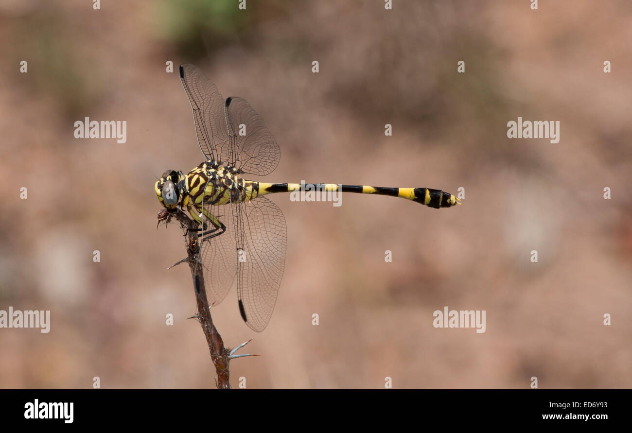African dragonfly hi-res stock photography and images - Alamy