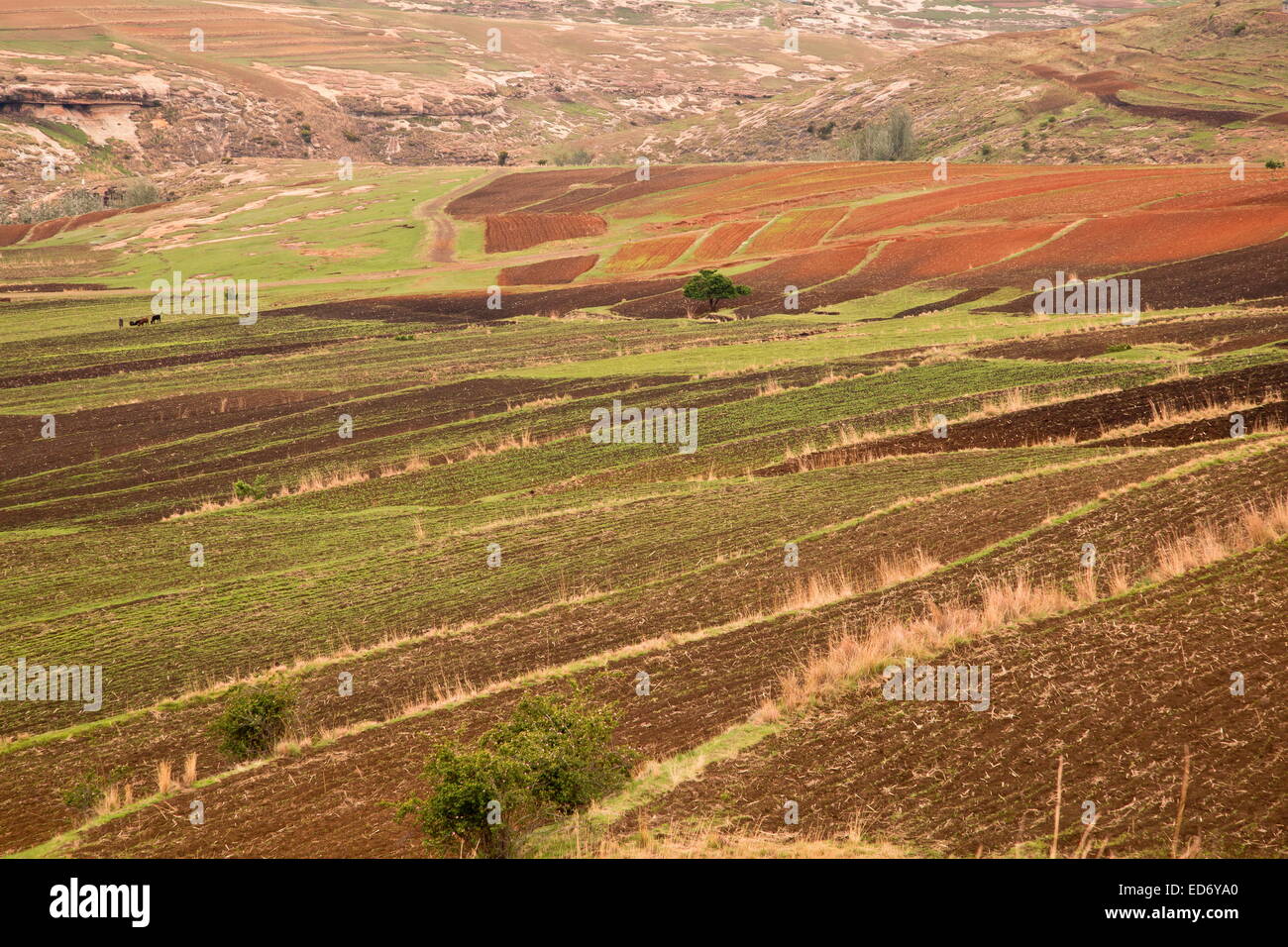 Agriculture in lesotho hi-res stock photography and images - Alamy
