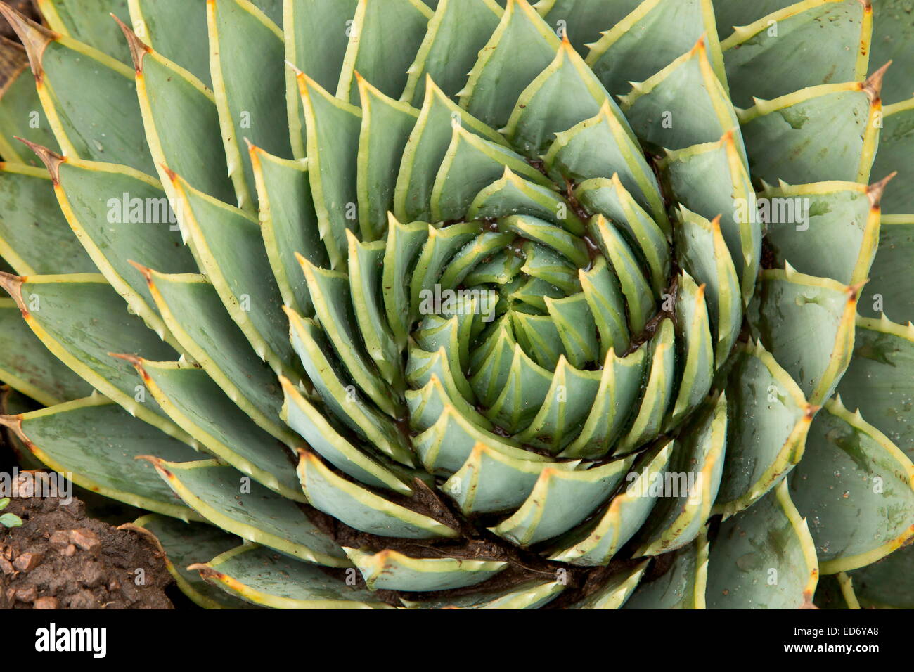Polyphylla High Resolution Stock Photography and Images - Alamy