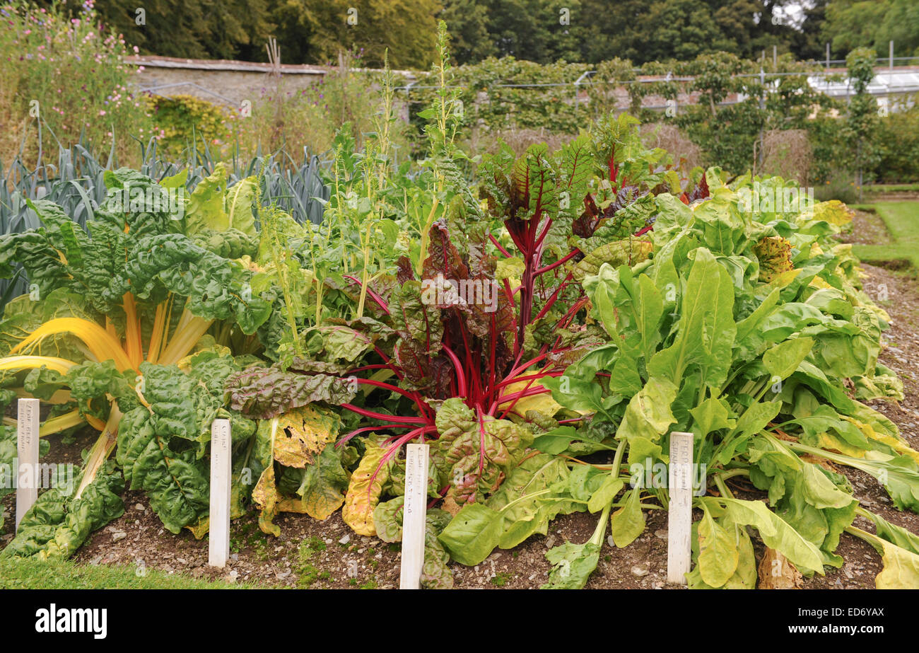Kitchen Garden at Arlington Court, Barnstaple, Devon, England, UK Stock ...