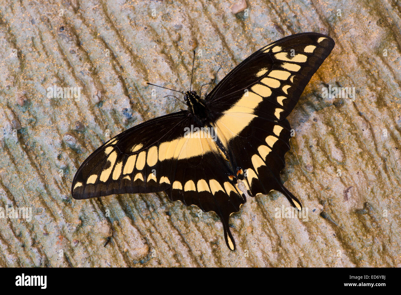 King Swallowtail (Papilio thoas), captive, Emsland, Lower Saxony ...