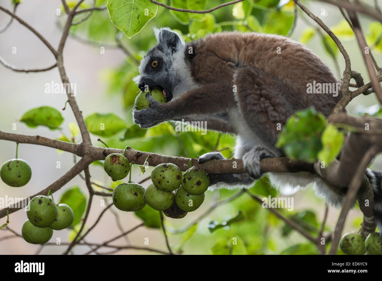 Ring-tailed Lemur (Lemur catta) on a tree feeding on fruit, Madagascar ...