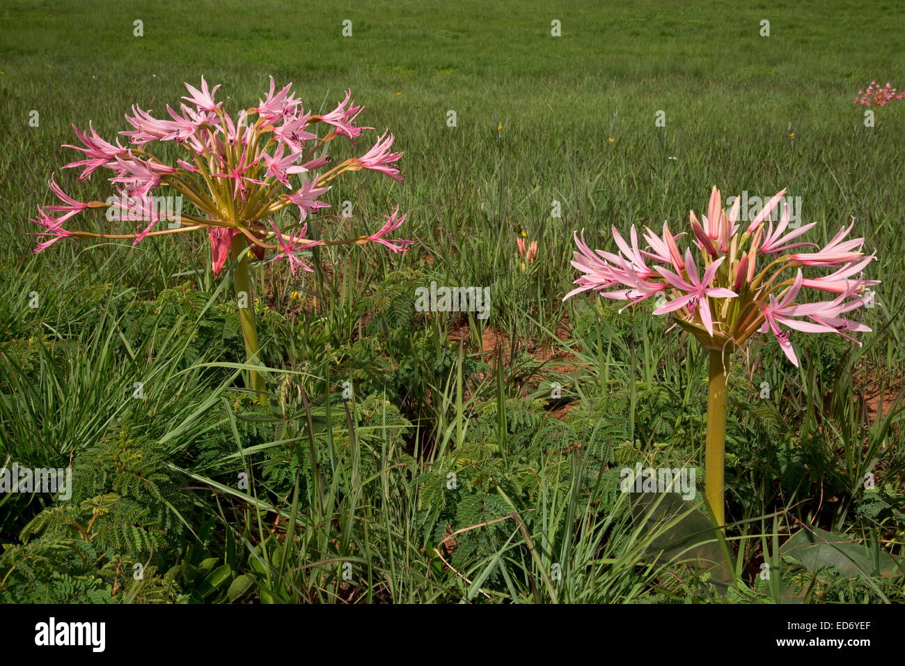 A candelabra flower, Brunsvigia natalensis in grassland in the ...