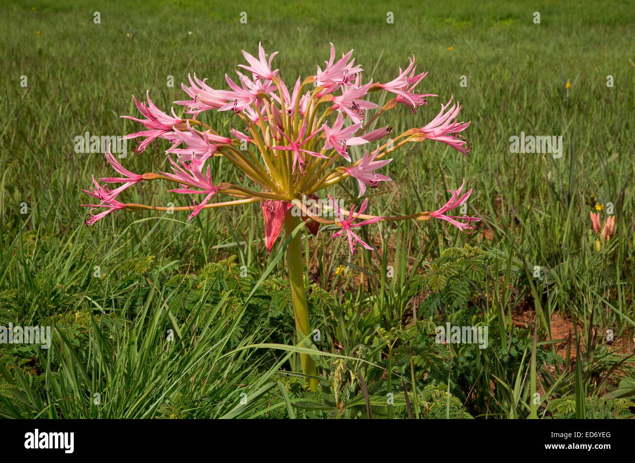 A candelabra flower, Brunsvigia natalensis in grassland in the ...