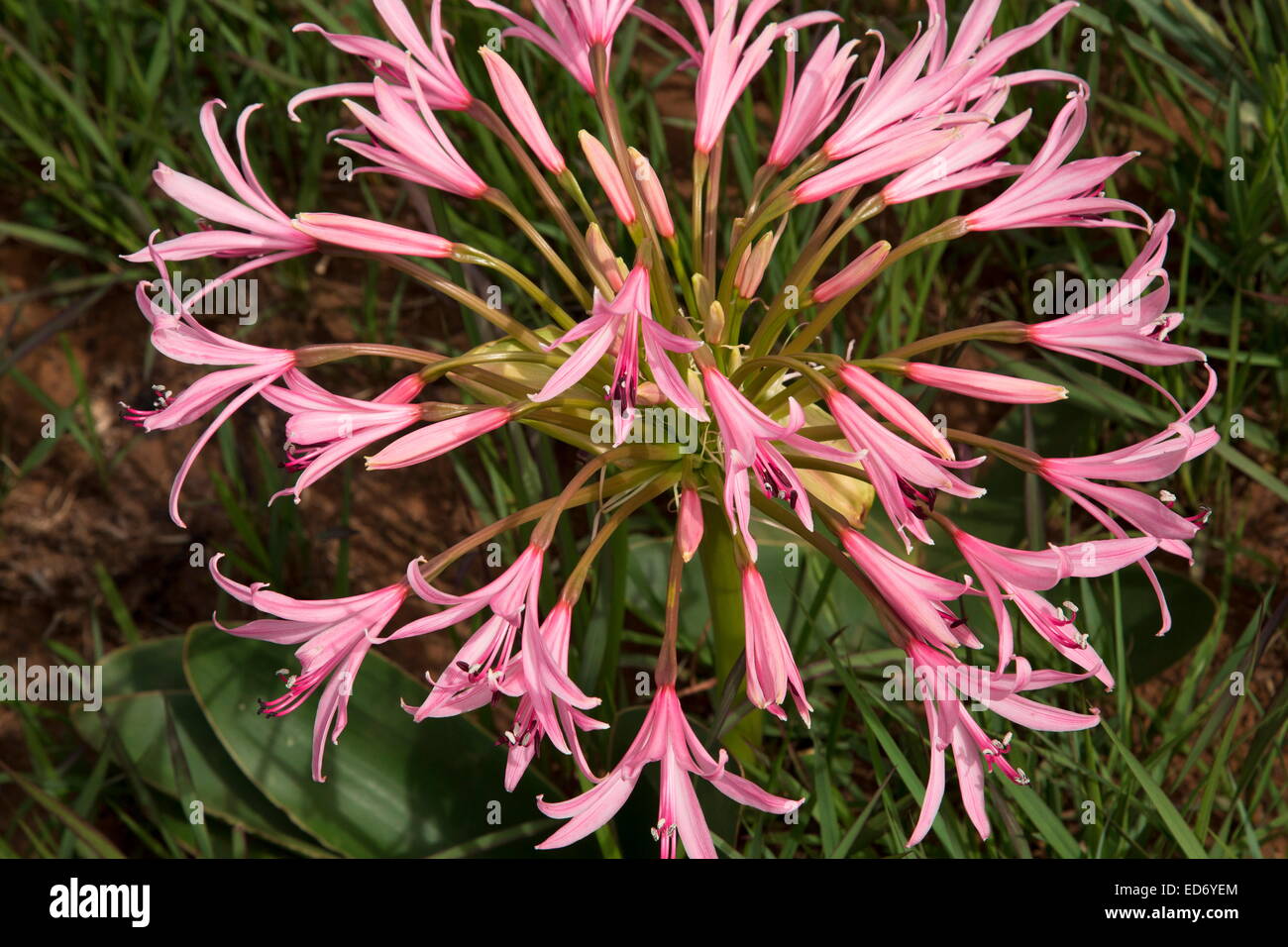 A candelabra flower, Brunsvigia natalensis in grassland in the ...