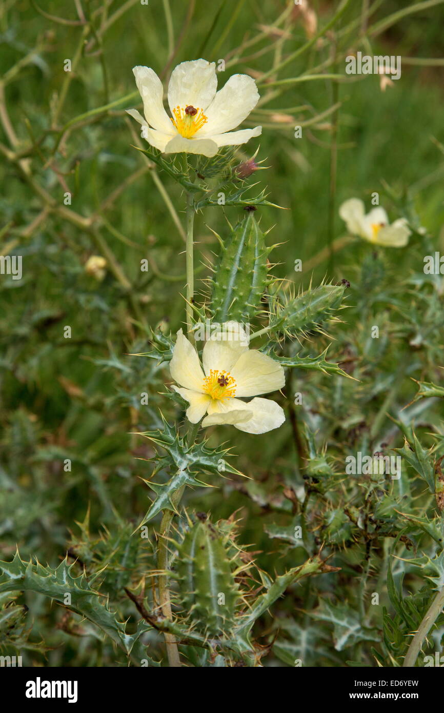 Pale Mexican prickly poppy, Argemone ochroleuca, naturalised in South ...