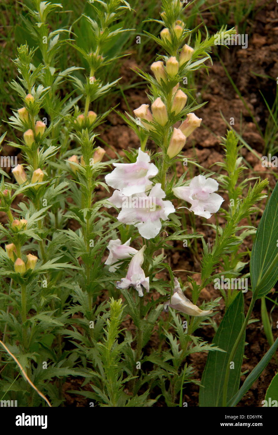 Pink Ground-Bells or Wild Penstemon, Graderia scabra, Drakensberg ...