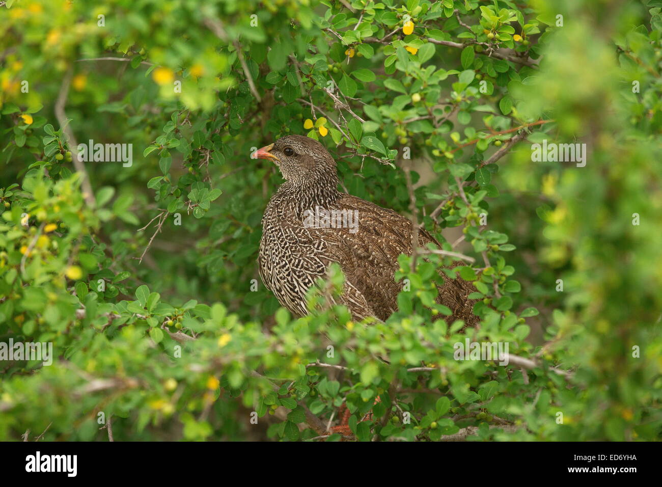 Natal spurfowl, Pternistis natalensis feeding in a bush, Kruger ...
