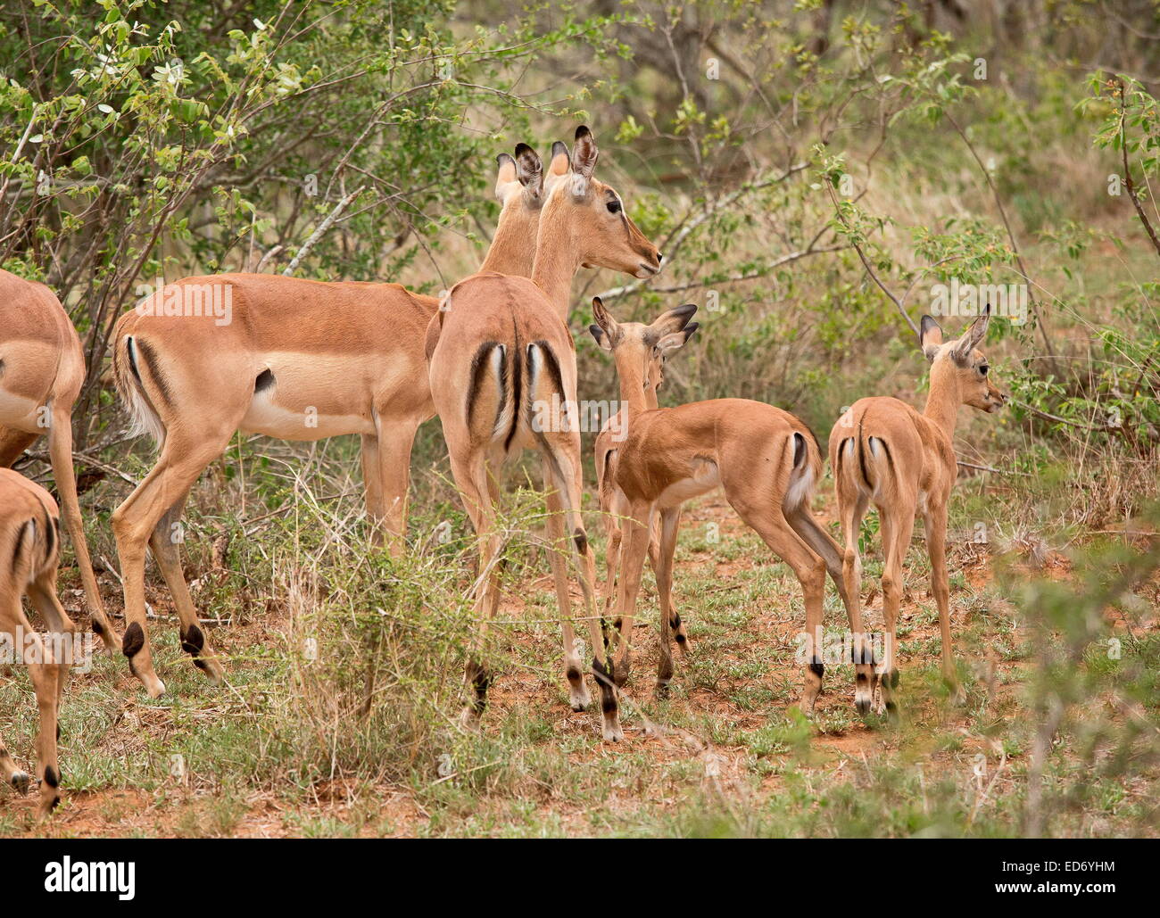 Group of female and young Impala, Aepyceros melampus - an abundant ...