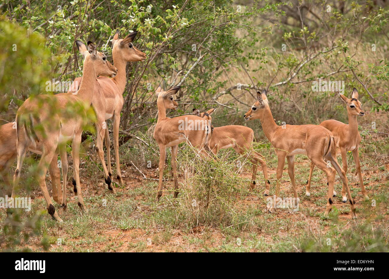 Group of female and young Impala, Aepyceros melampus - an abundant ...