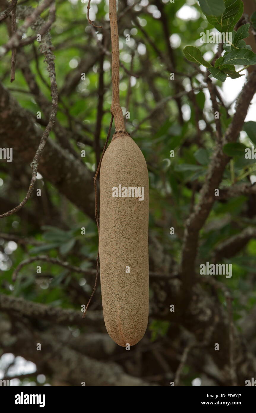 Sausage tree Kigelia africana in fruit; Kruger National Park, South ...