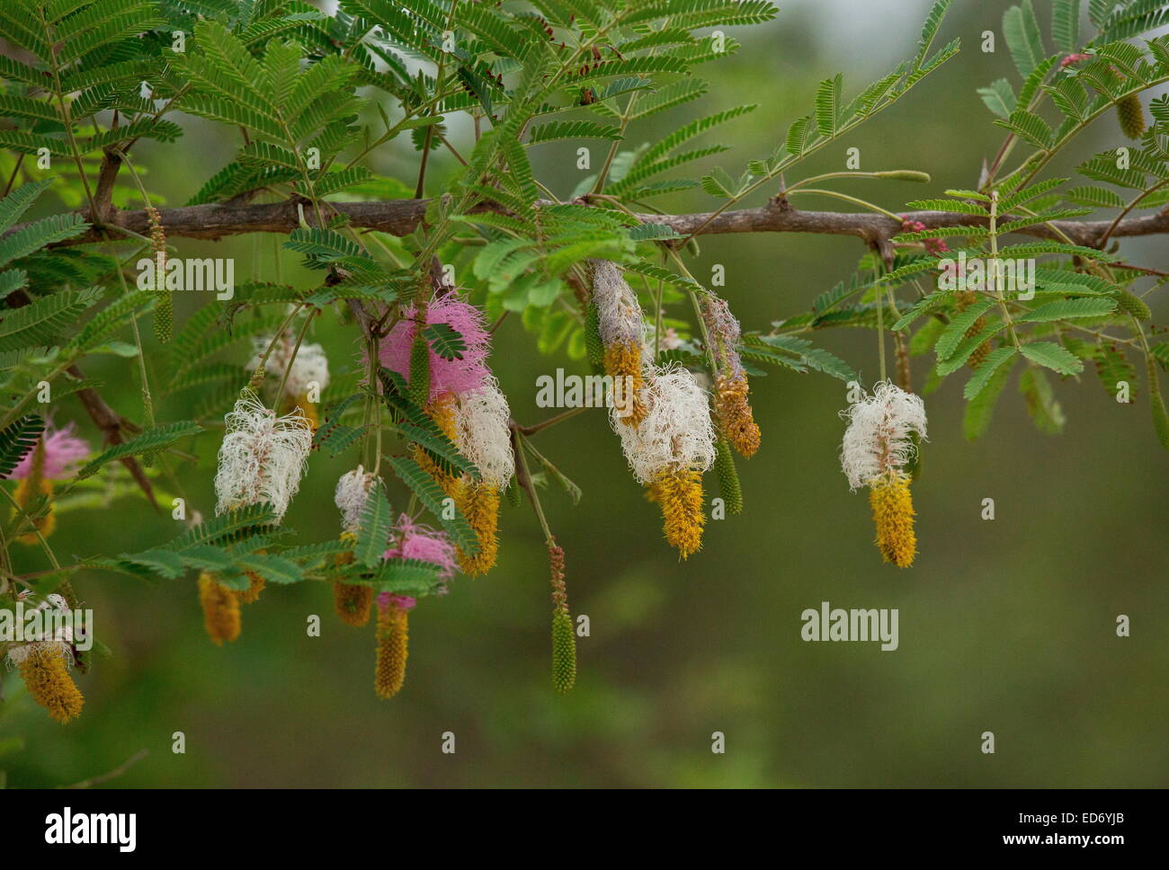 Sickle-bush, Dichrostachys cinerea in flower, Kruger National Park ...