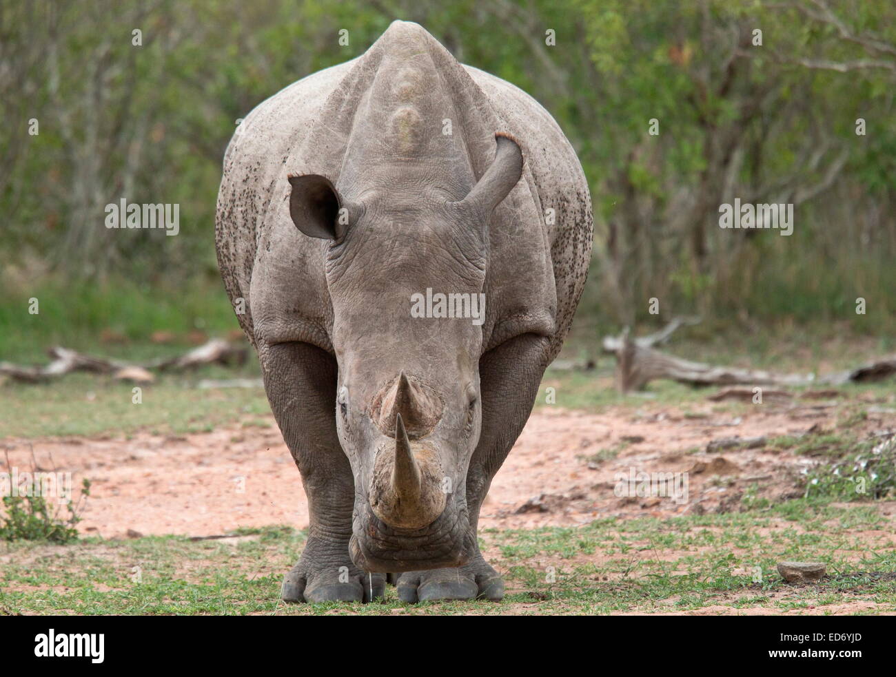 Rhinoceros face hi-res stock photography and images - Alamy
