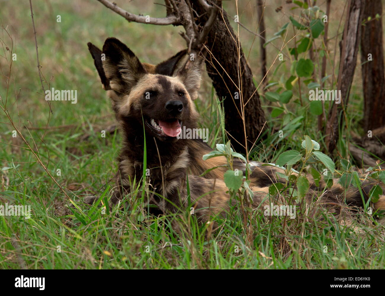African wild dog pack hi-res stock photography and images - Alamy