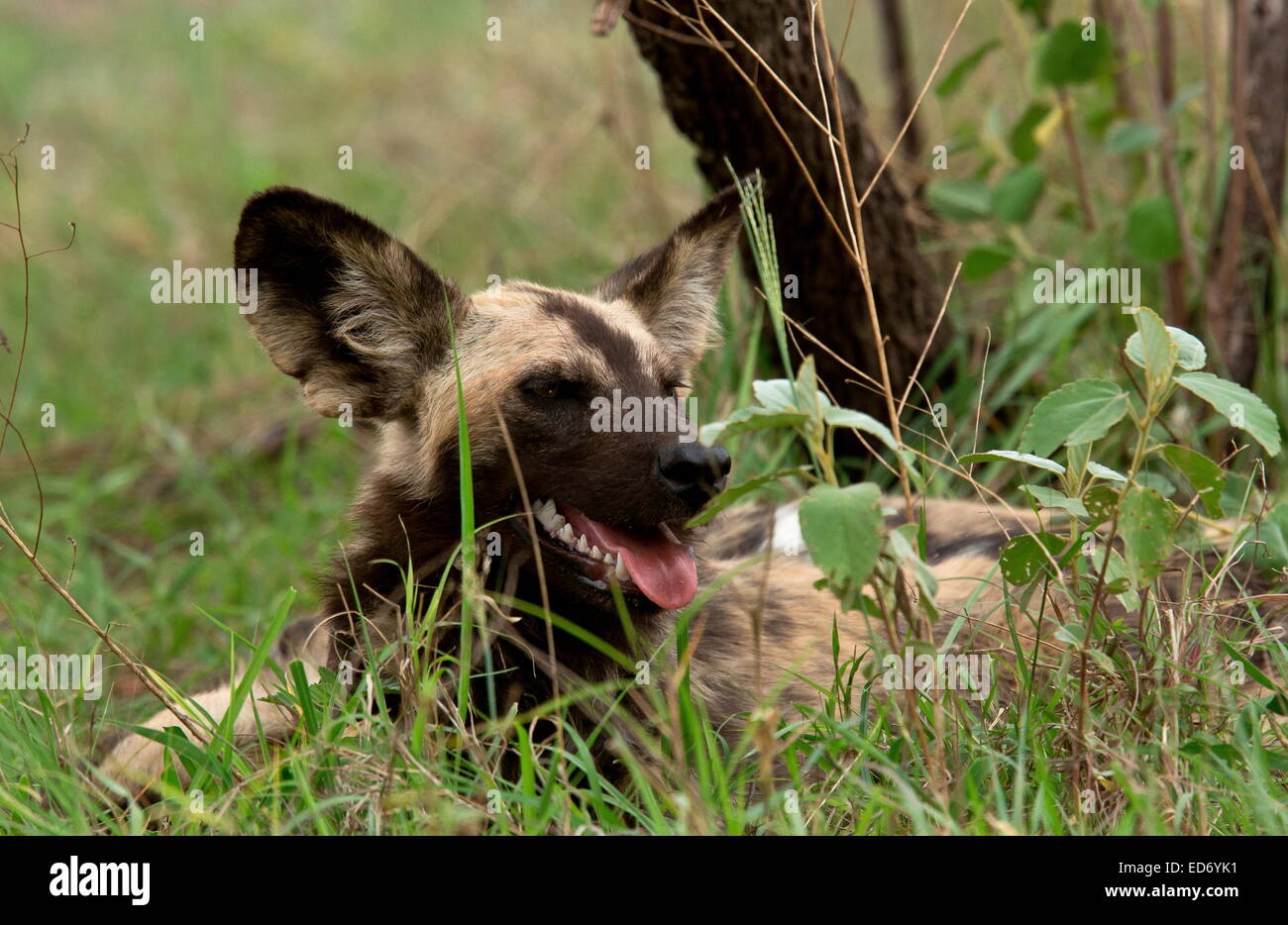 African wild dog pack hi-res stock photography and images - Alamy