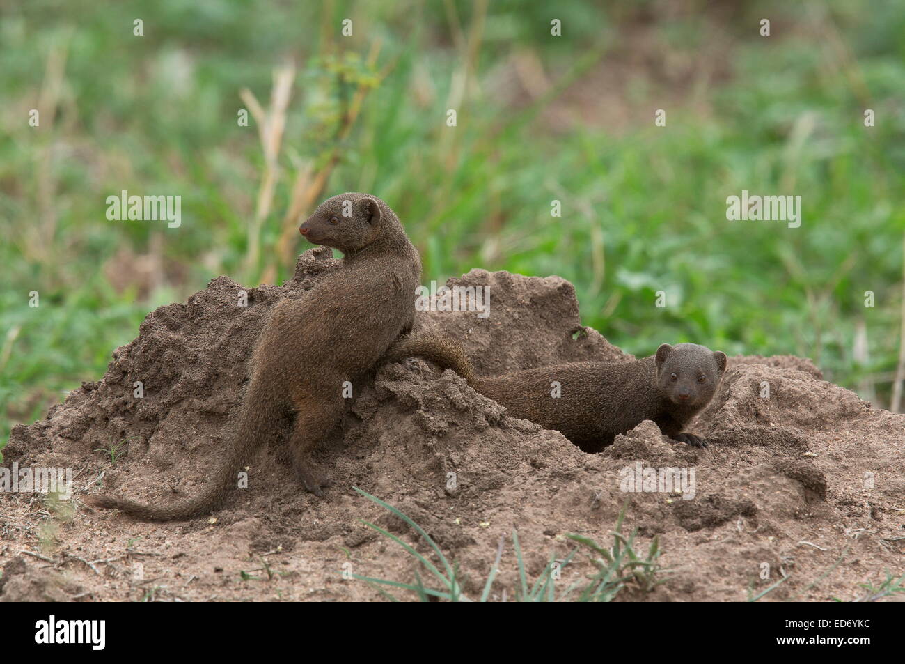 Pair of Common dwarf mongoose, Helogale parvula playing in Kruger ...