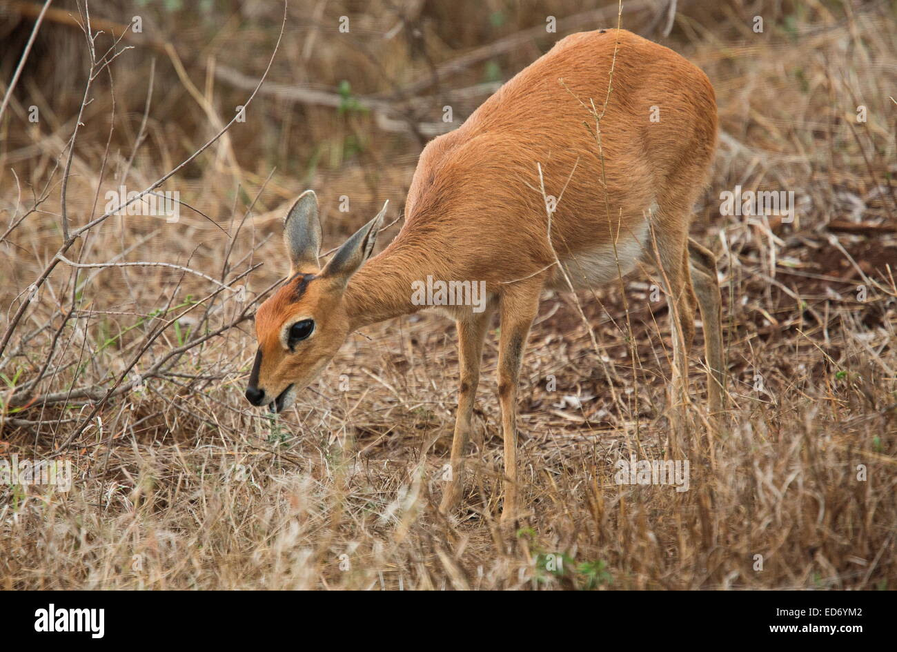 Raphicerus campestris hi-res stock photography and images - Alamy